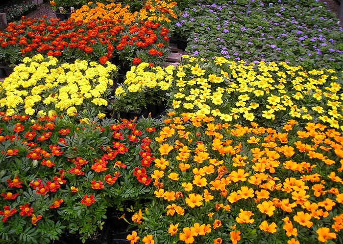 Lawn & Garden Supplies | Foxworth-Galbraith